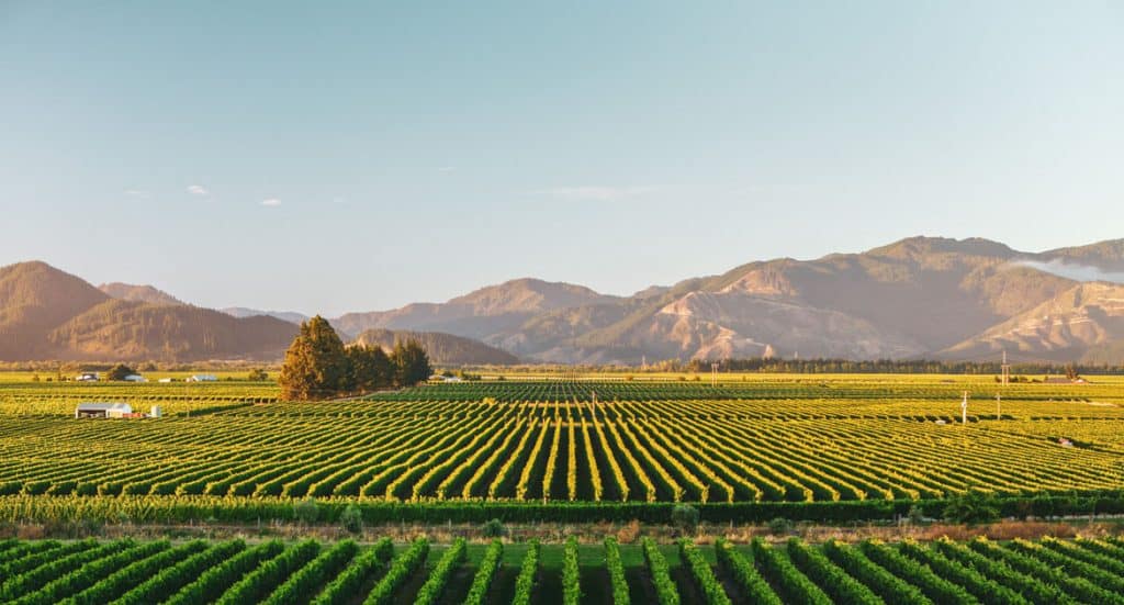 Come to Where the Flavor Is, Come to Marlborough (Wine) Country ...